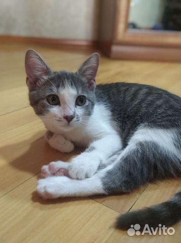 Кошка