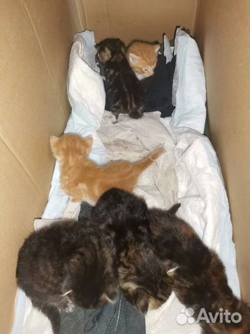 Котятки в добрые руки