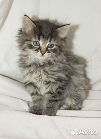 Сибирские котята девочки