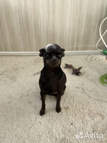 Чихуахуа мини девочка