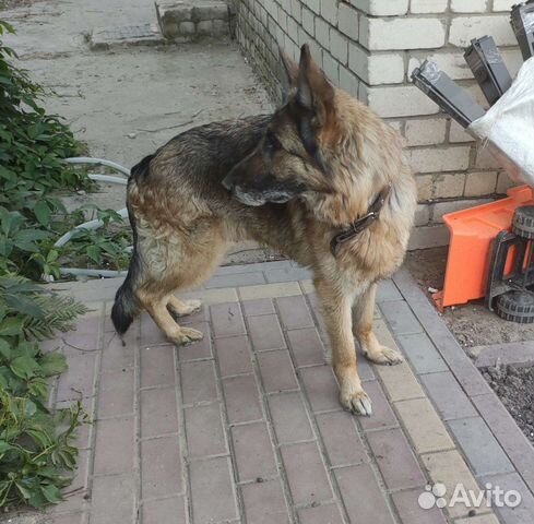 Щенки немецкой овчарки в добрые руки