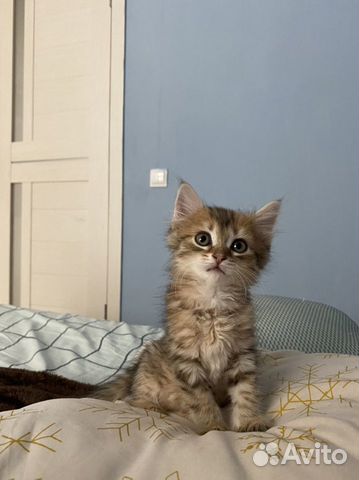 Котенок 3 месяца
