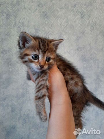 Кошки в добрые руки бесплатно