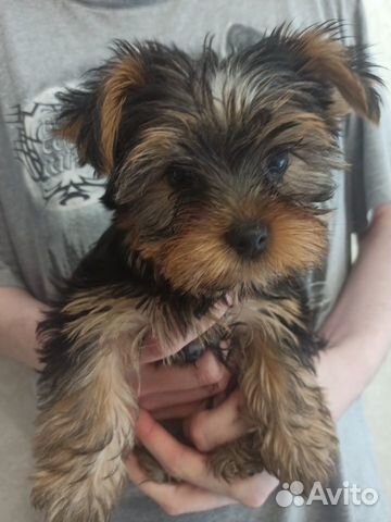Йоркширский терьер щенки мальчики