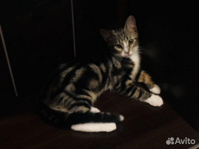 Котенок в добрые руки