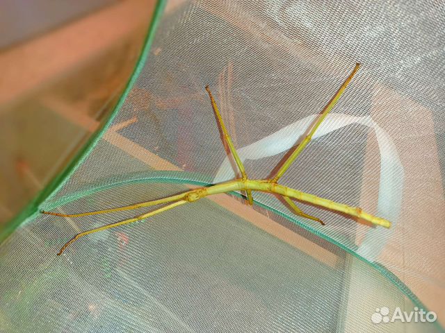 Палочники, мокрицы, богомолы