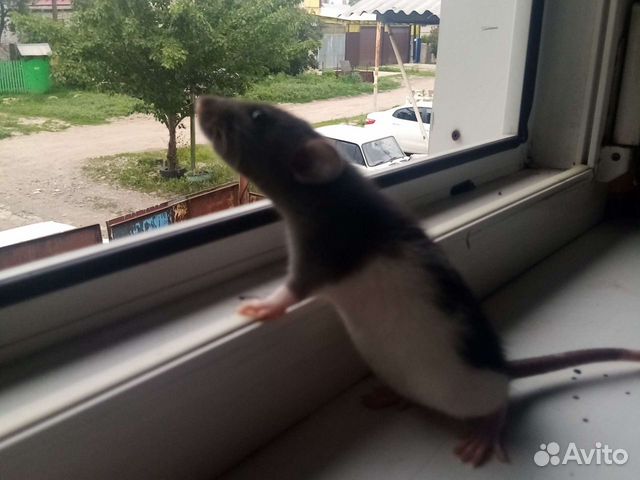 Крыса дамбо