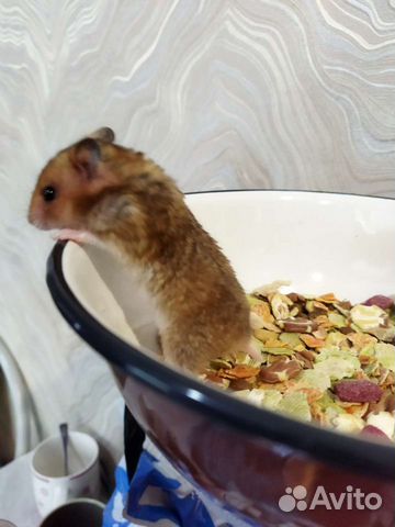 Сирийские хомячата