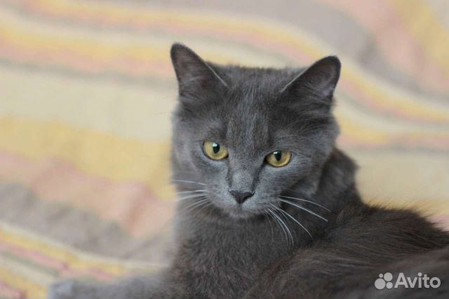 Кошечка Симона в дар