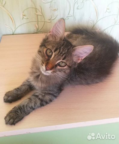 Котенок девочка хочет домой