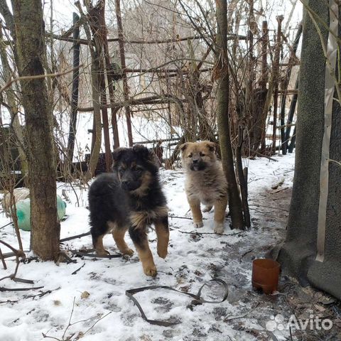 Щенок в добрые руки