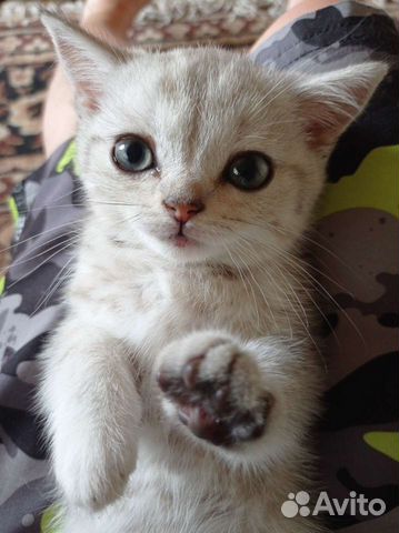 Котёнок британец мальчик