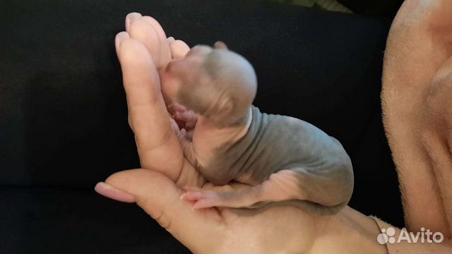 Котята сфинкс бесплатно