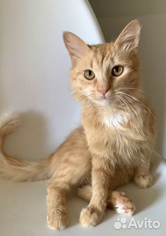Солнечный котик Рыжик