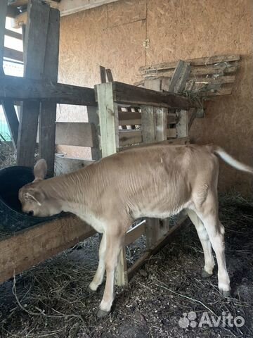 Джерсейской телка