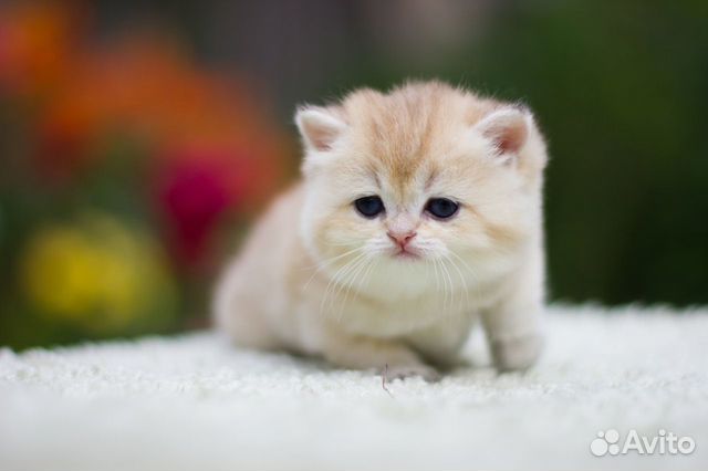 Золотая британская кошечка
