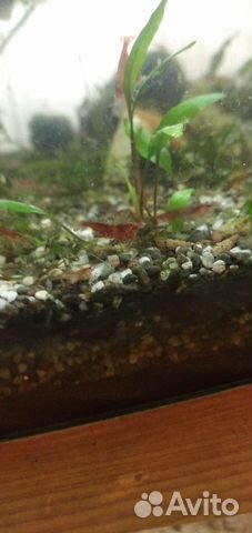 Креветки черри