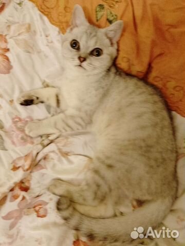 Кошки шотландцы