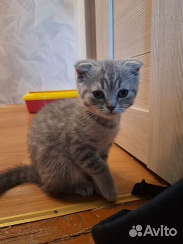 Шотландские вислоухие котята