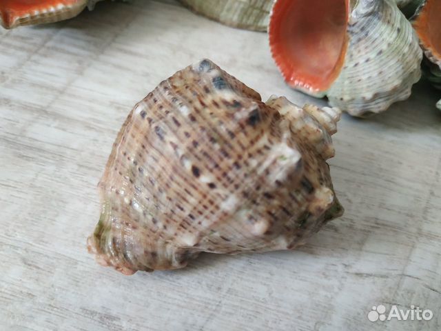 Ракушка рапана