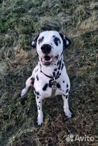 Далматинец в добрые руки