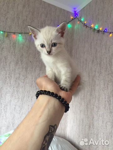 Котики близнецы