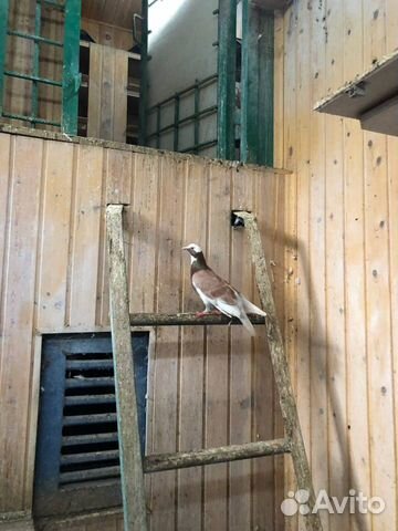 Голуби породистые