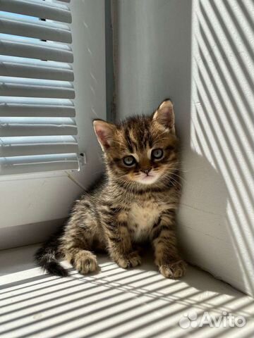 Продаются котятки