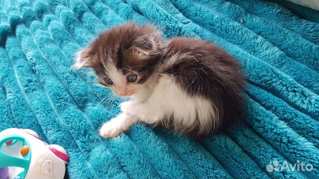 Котенок в дар бесплатно