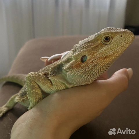 Ящерица Бородатая агама самка