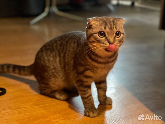 Серенький котик, вислоухий