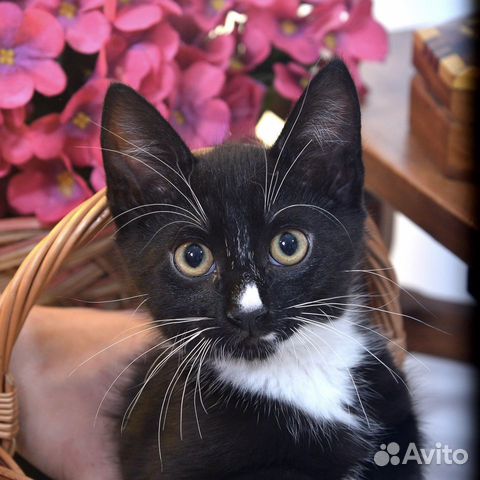 Котёнок Маэстро