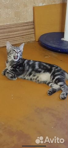 Котик тигрик