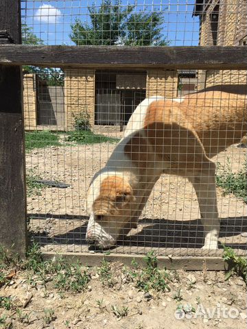 Сука алабай сао