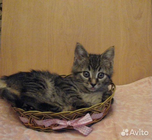 Котенок полосатик ищет маму в добрые руки