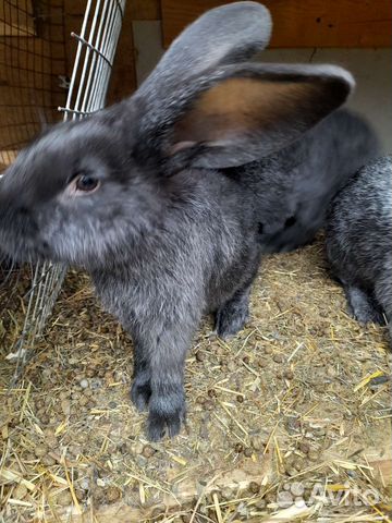 Кролик Адлерское серебро