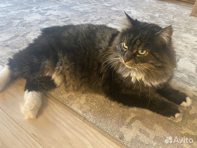 Кот курильский бобтейл