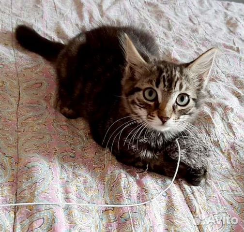 Котенок Дениска