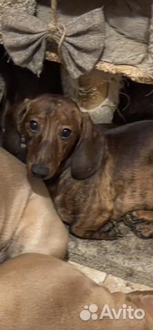 Такса тигровый кобель вязка