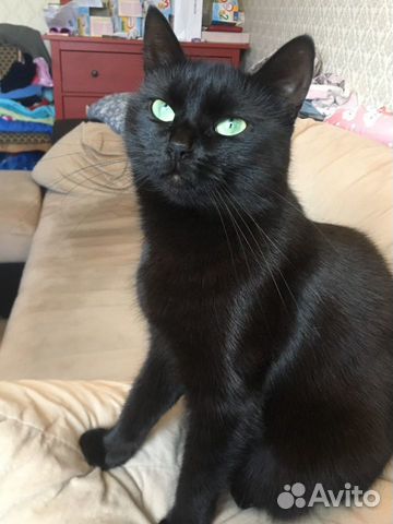 Кошка в дар бесплатно