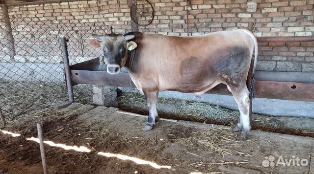 Бык на племя