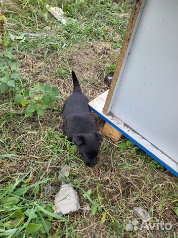 Шейки бесплатно