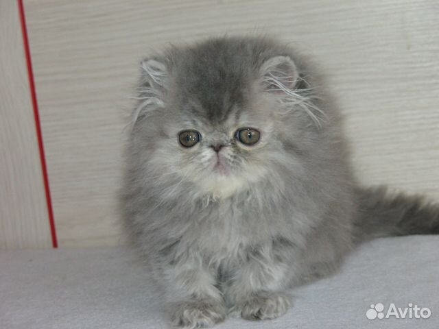 Кошечка