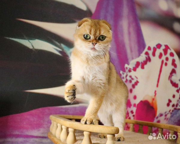 Шотландская золотая девочка Алиса