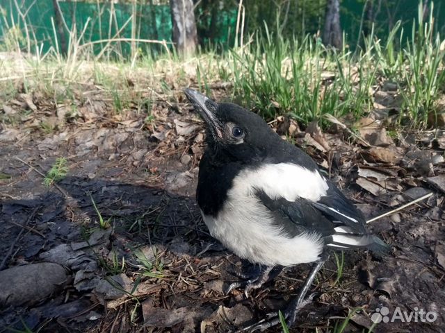 Вороненка/сороченка/галчонка в добрые руки