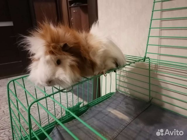 Морская свинка с клеткой