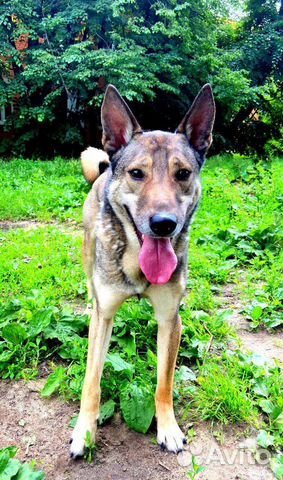 Собака на счастье