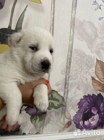 Среднеазиатская овчарка