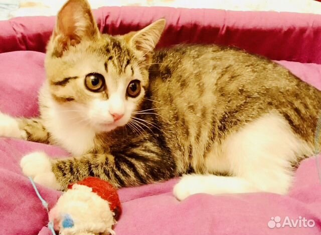 Маленькая кошечка ищет дом, в дар отдам бесплатно