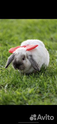 Карликовый вислоухий кролик минилоп в добрые руки